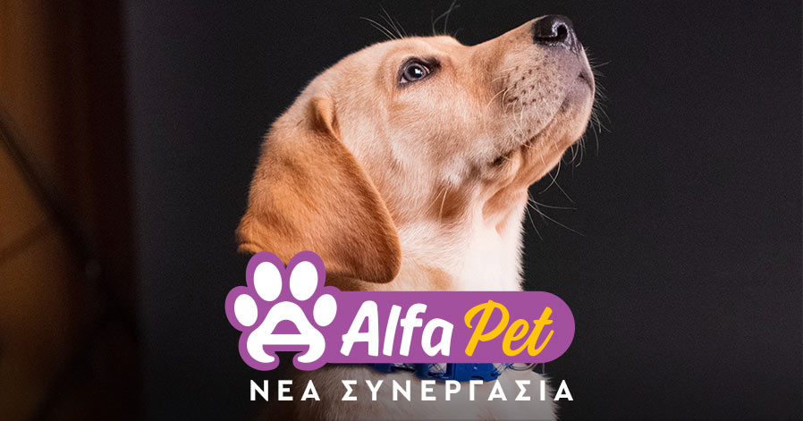 Δημιουργία eshop για την Alfa Pet